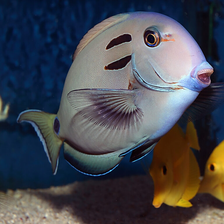 Vampire Tang Fast Professional service Abyss Aquatics