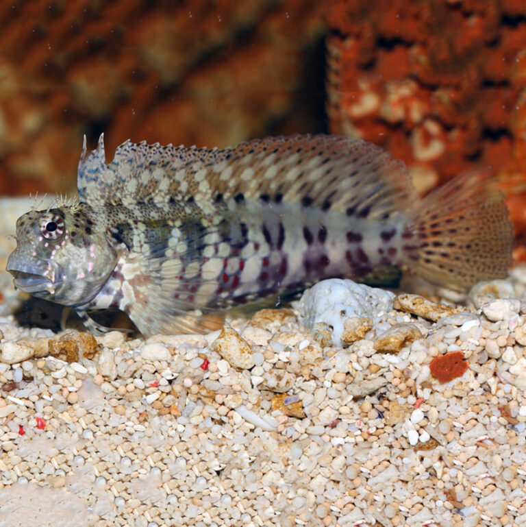 Lawnmower Algae Blenny Fast Professional service Abyss Aquatics