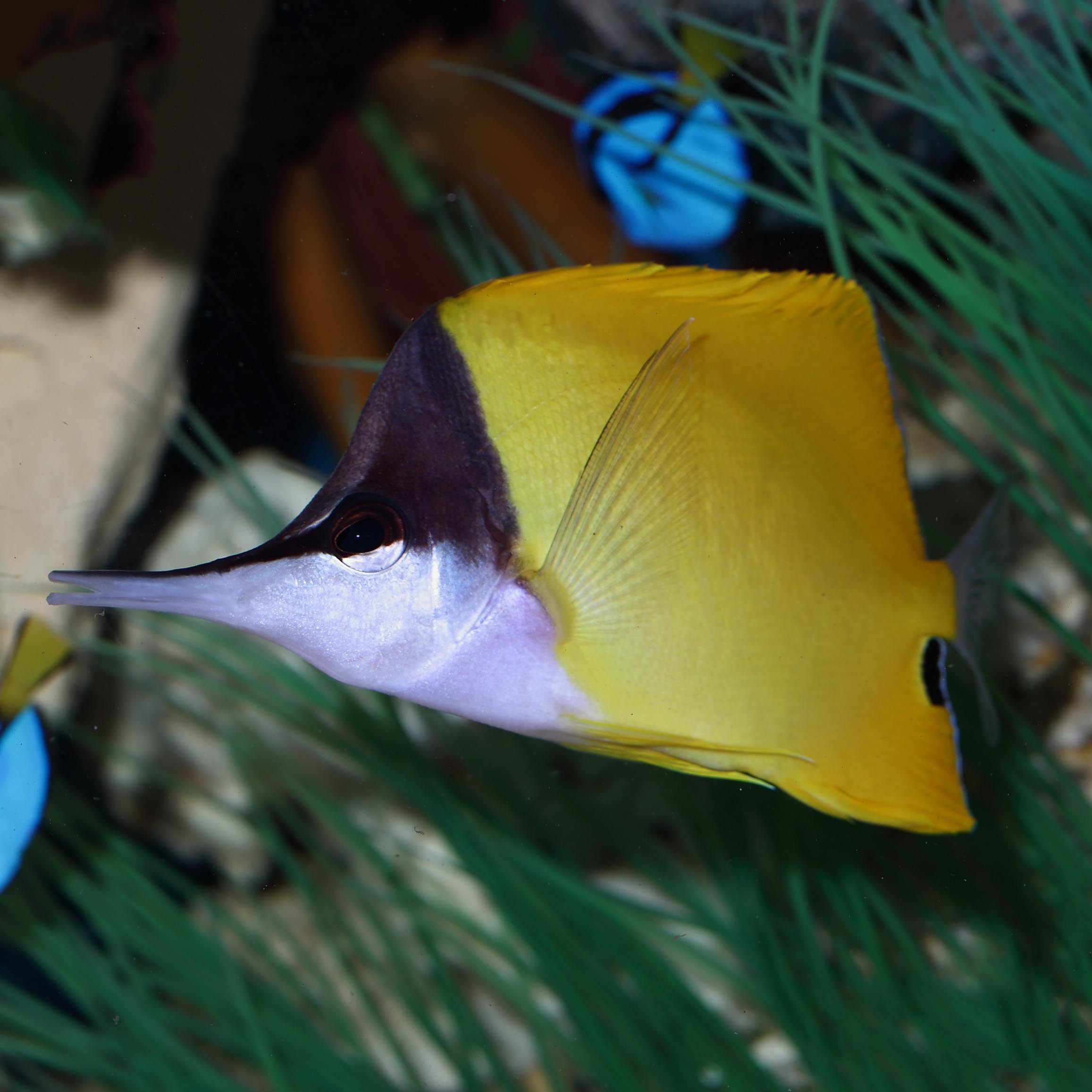 Yellow Longnose Butterflyfish Flavissimus at Abyss Aquatics UK