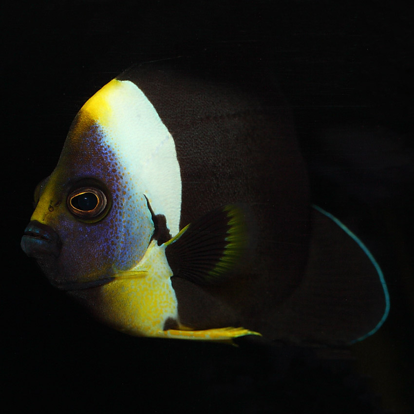 Personifer Angelfish