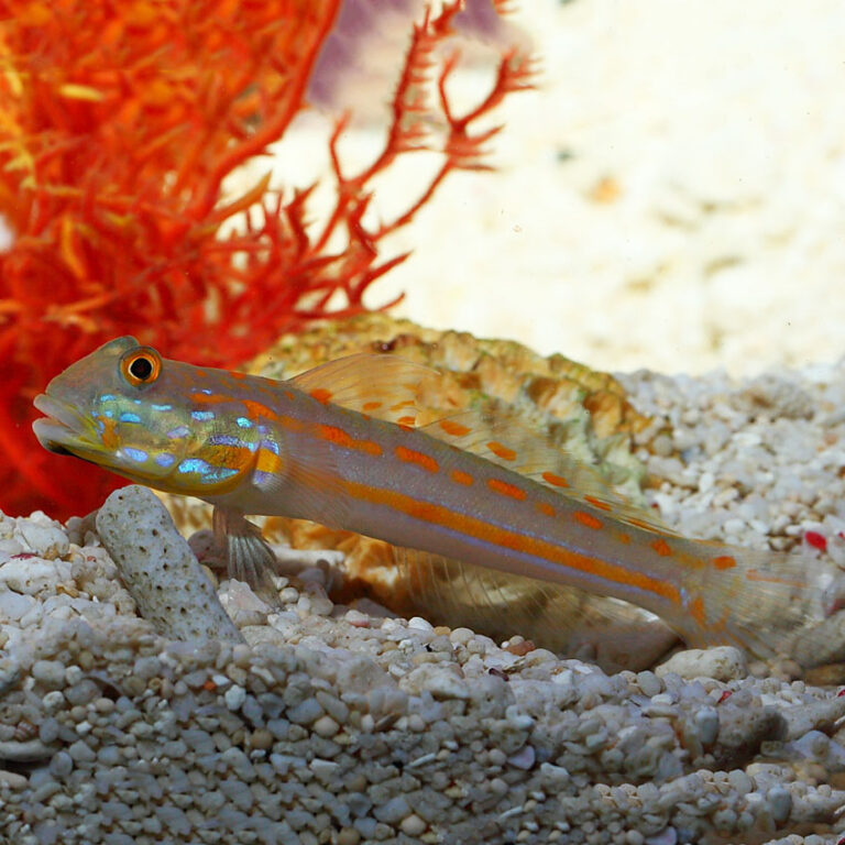 Orange Spot Goby / Diamond Fast Professional service Abyss Aquatics