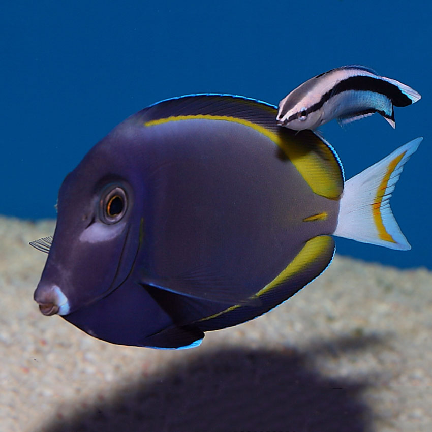White Tang Fish