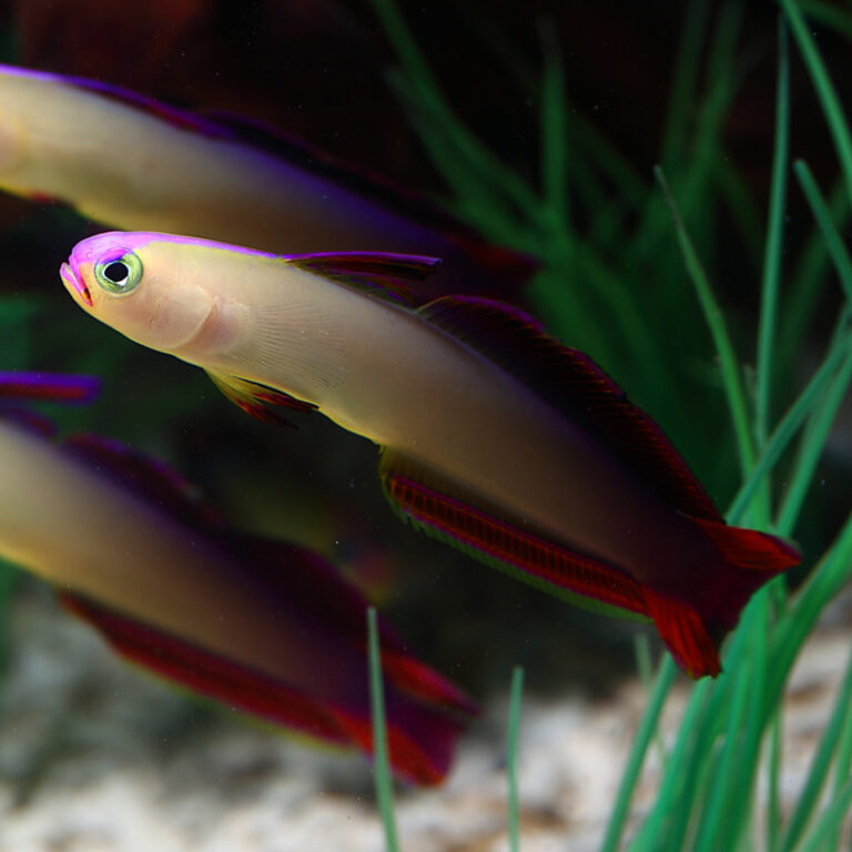 Purple Firefish Fast Professional service Abyss Aquatics