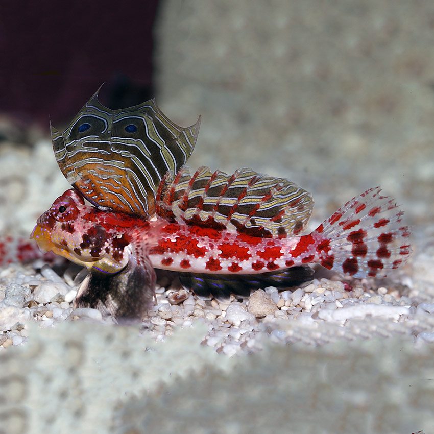 Pink Scooter Blenny Fast Professional service Abyss Aquatics