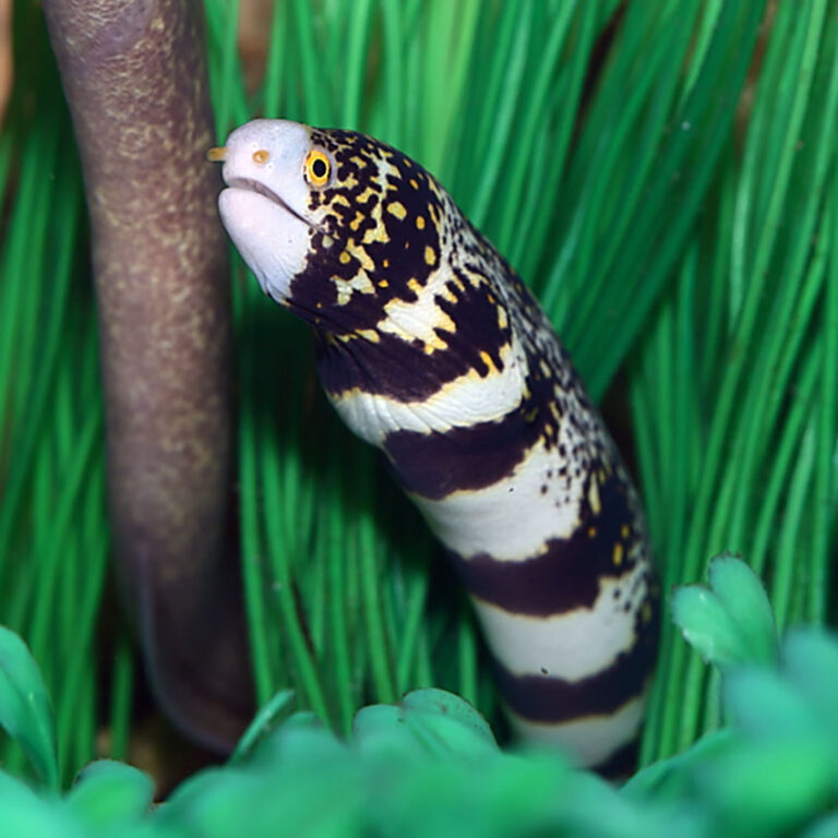 Snowflake Moray Eel Fast Professional service Abyss Aquatics