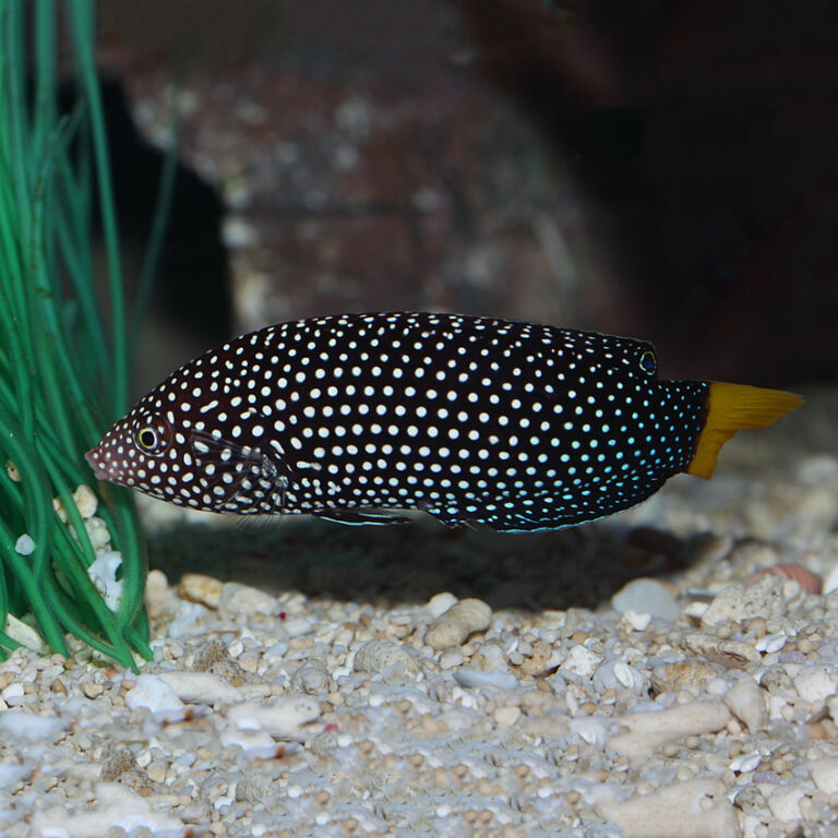 Yellow Tail Tamarin Wrasse Juv/Female At Abyss