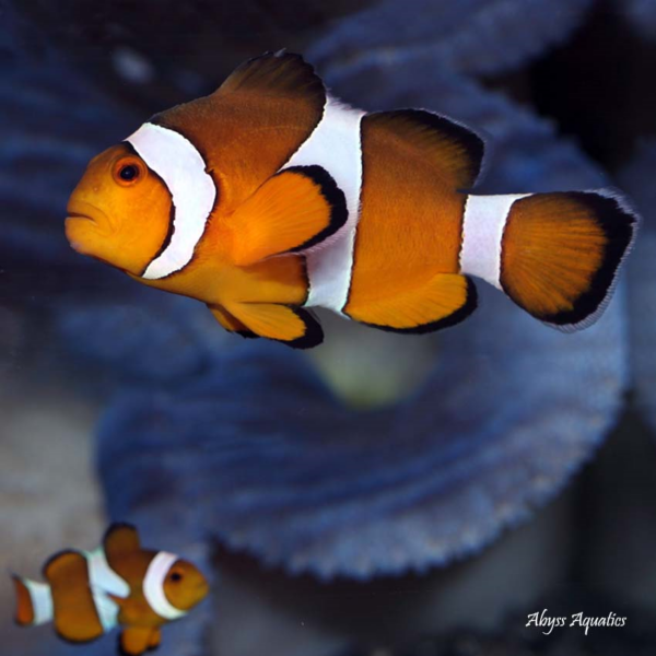 Common Clownfish Pair Fast Professional service Abyss Aquatics