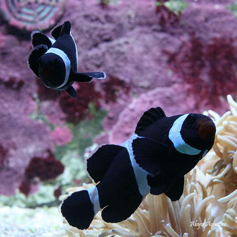 Darwin Clownfish Fast Professional service Abyss Aquatics