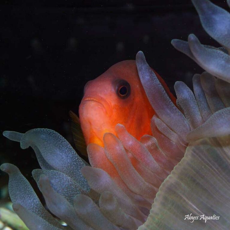 Fire Clownfish Fast Professional service Abyss Aquatics