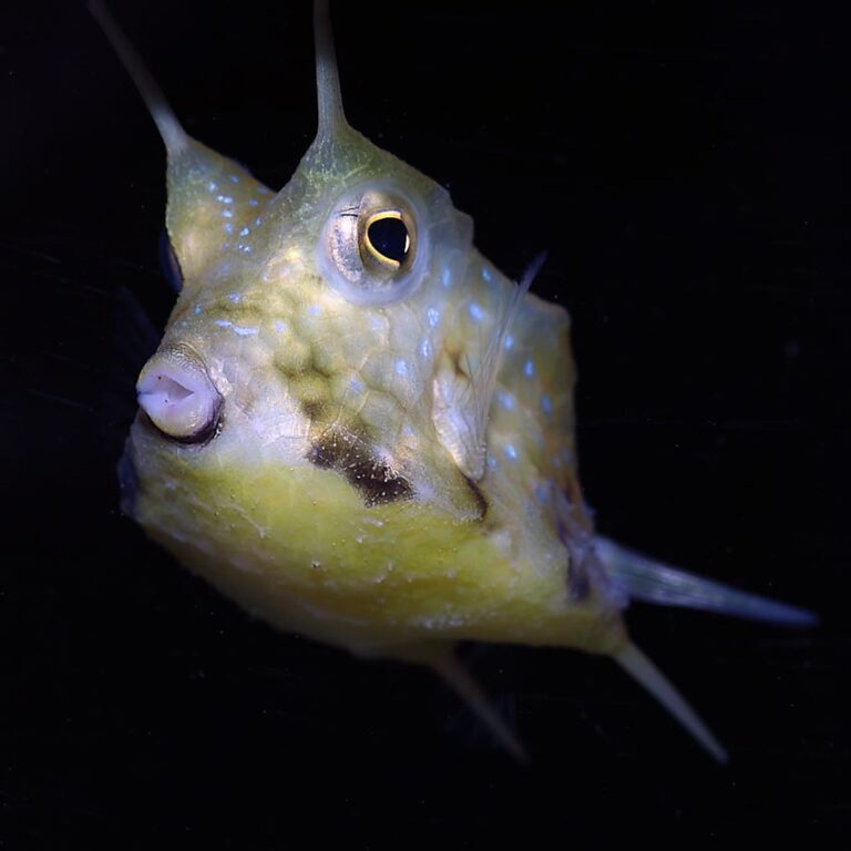 Shop Online for Boxfish and Cowfish · Abyss Aquatics UK