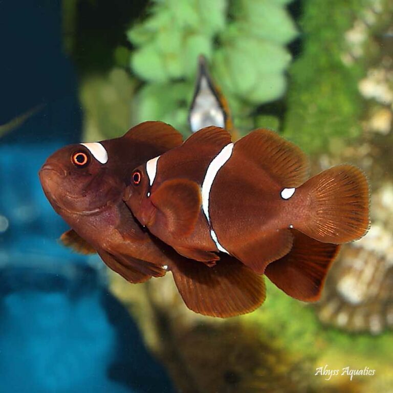 Maroon Clownfish Pair Fast Professional service Abyss Aquatics