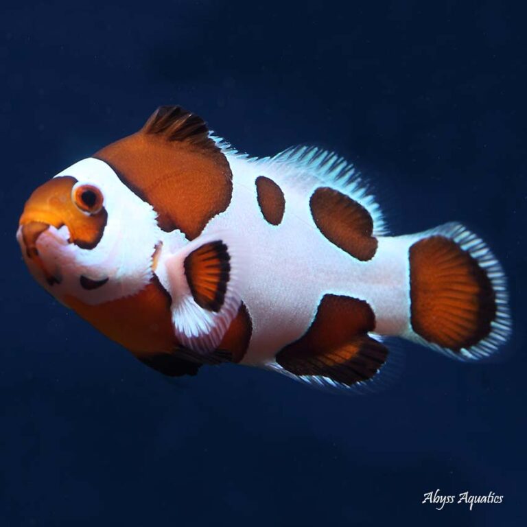 Mocha Storm Clownfish Designer clownfish onlineAbyss Aquatics UK