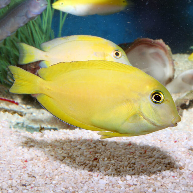 Orange Shoulder Tang Juvenile Abyss Aquatics