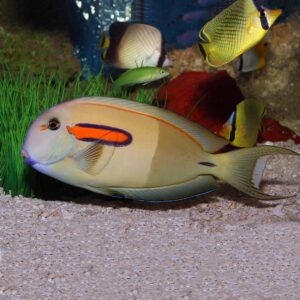Orange Shoulder Tang Adult | Fast Delivery Abyss Aquatics UK
