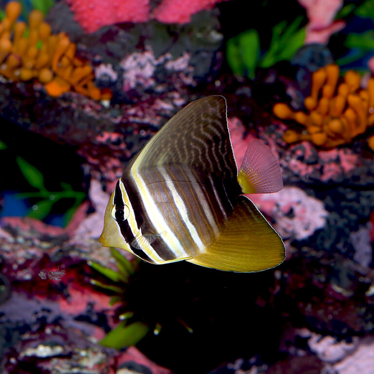 Tangs: Buy tropical marine tang fish online, instore. Strong ...