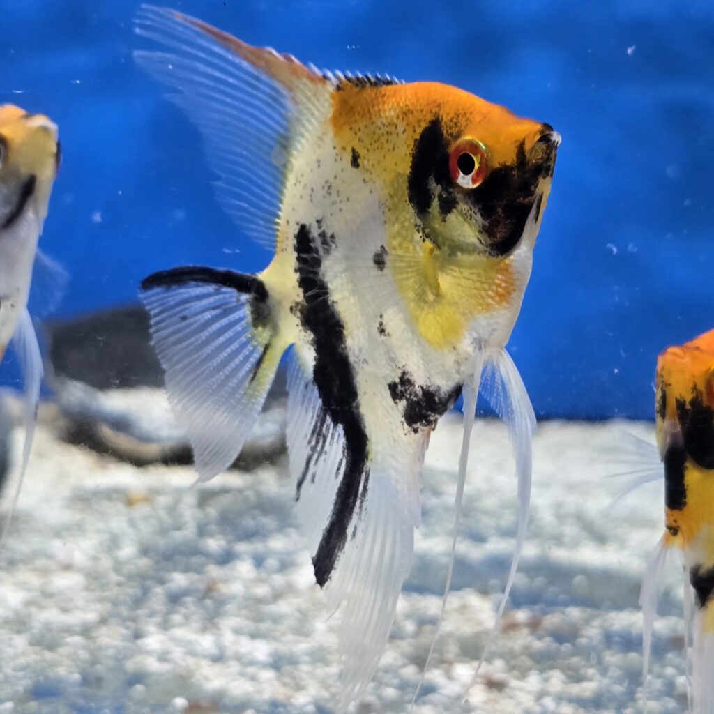 Shop Online for Angelfish and Discus · Abyss Aquatics UK