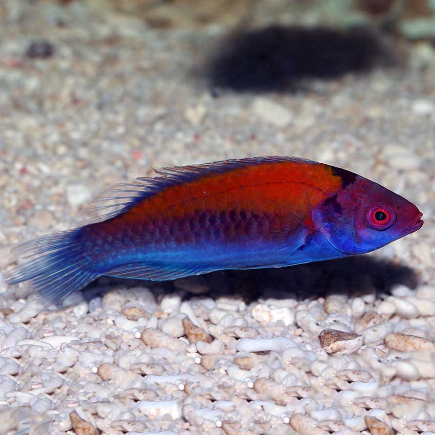 Gold Flash Wrasse | Fast Delivery Abyss Aquatics UK