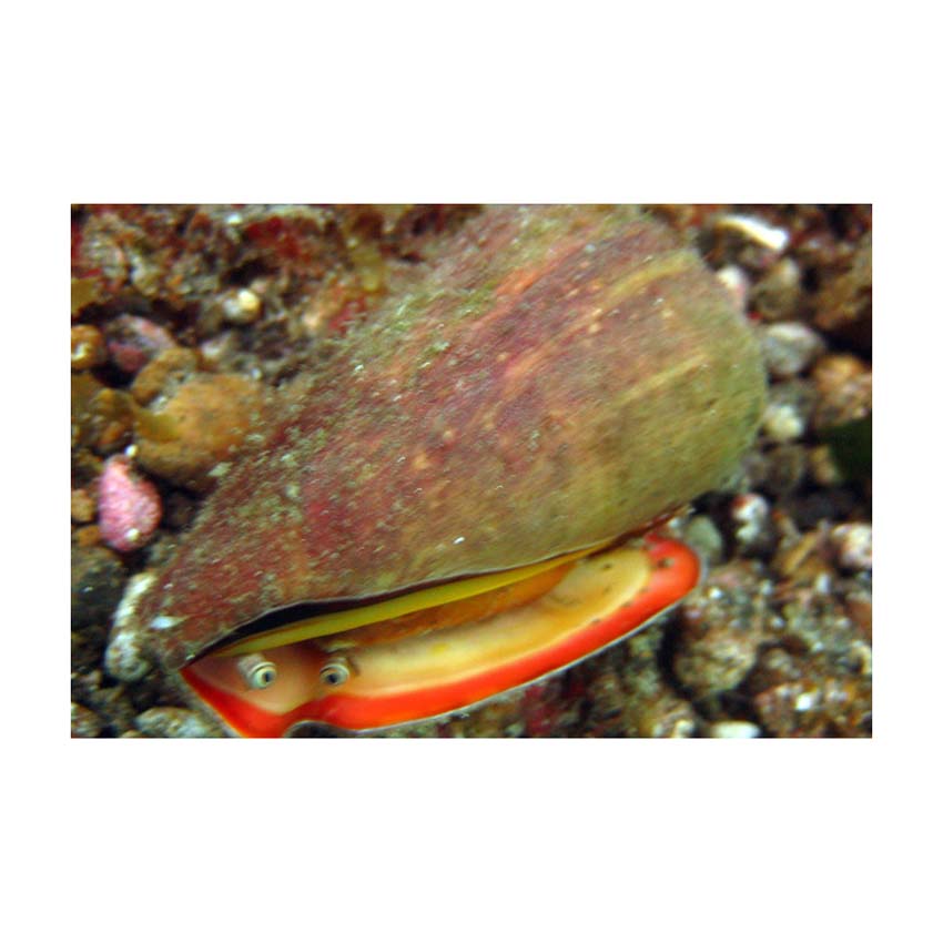 Strawberry Lipped Conch · Shop Online at Abyss Aquatic Warehouse