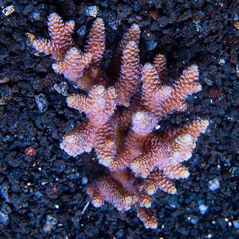 Pink Millepora F2 Pest free promiseAbyss Aquatics UK