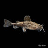 Buy Anchor Catfish / Asian Moth Catfish Fast, Professional Service