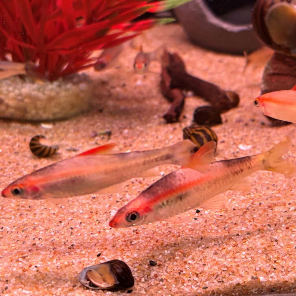 Buy Gold Red Line Barb Fast, Professional Service