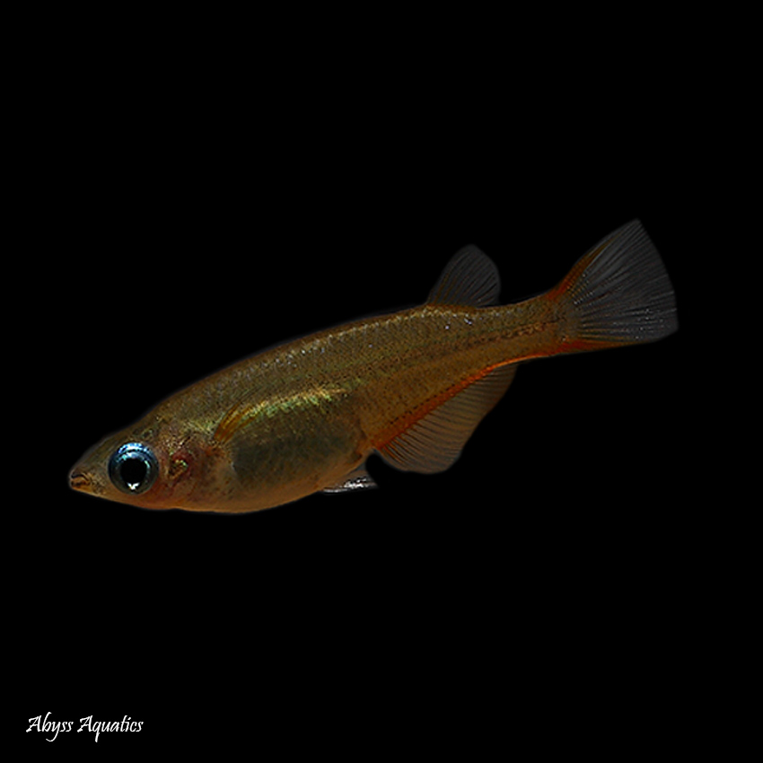 Daisy's Ricefish 1-2 Cm · Shop Online at Abyss Aquatic Warehouse