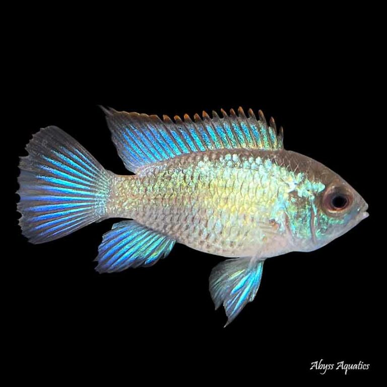 Electric Blue Acara Fast, Professional Service