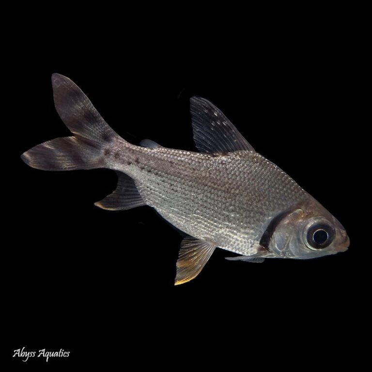 Flagtail Prochilodus Fast, Professional Service