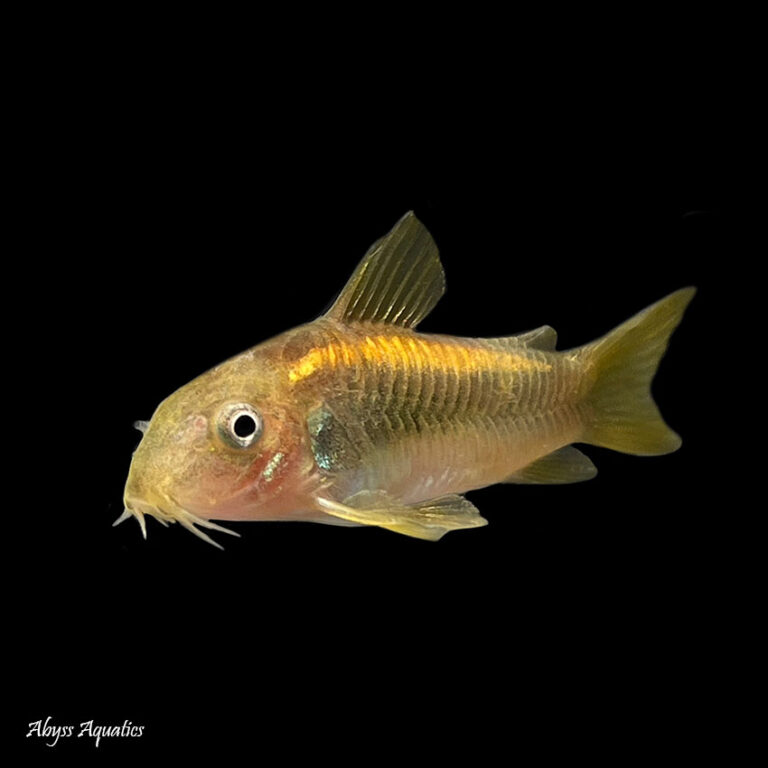 Gold Laser Corydoras CW010 Fast, Professional Service