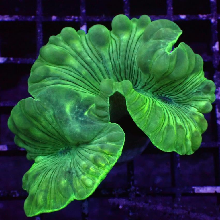 Shop Online for Lps Coral · Abyss Aquatics UK