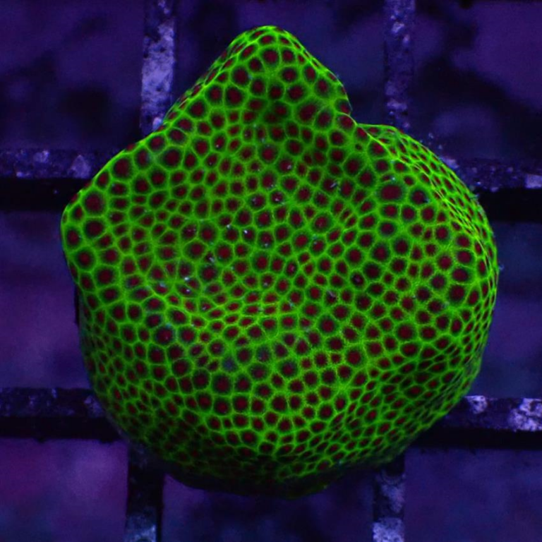 The Grinch Porites F2 Pest free promiseAbyss Aquatics UK