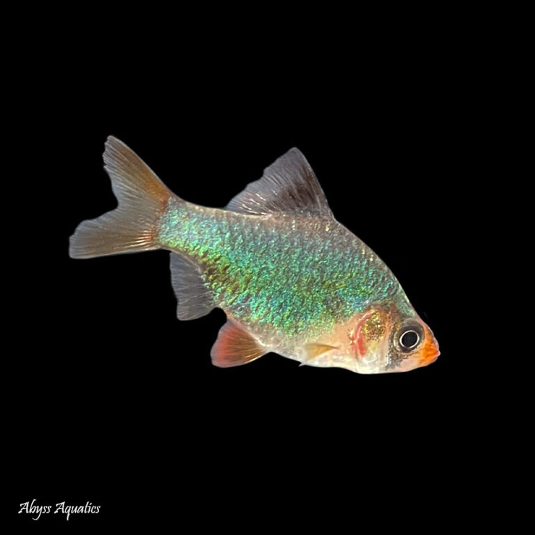 Shop Online for Barbs. Trustworthy - professional - fast. Abyss Aquatics UK