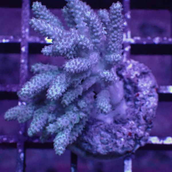Shop Online for Soft Coral · Abyss Aquatics UK
