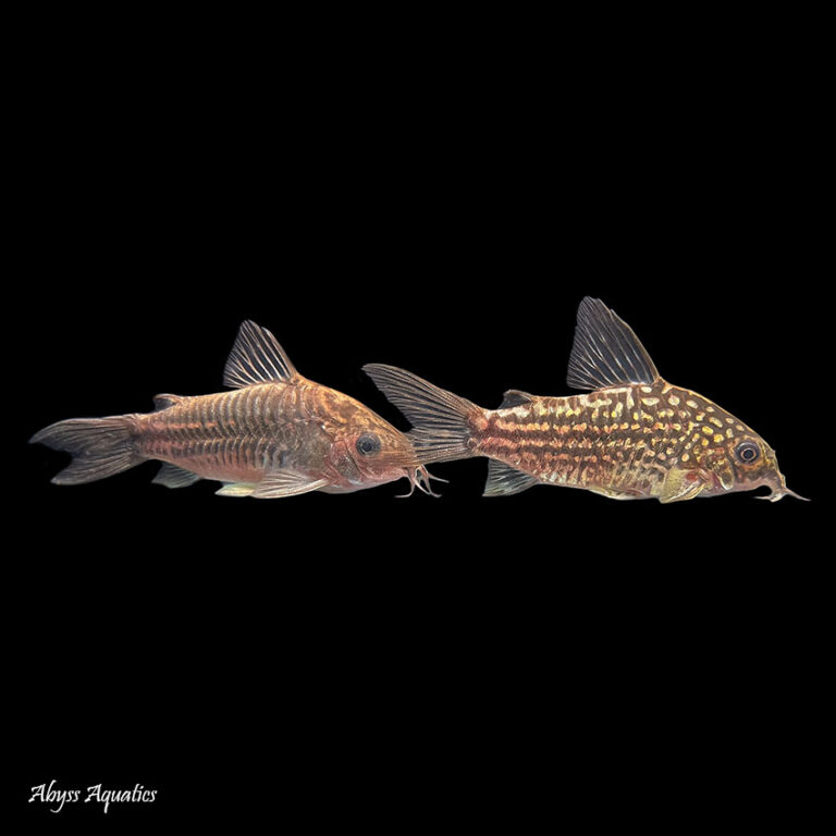 Shop Online for Corydoras · Abyss Aquatics UK