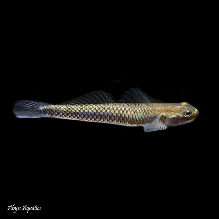 Buy FW Neon Blue Goby Fast, Professional Service