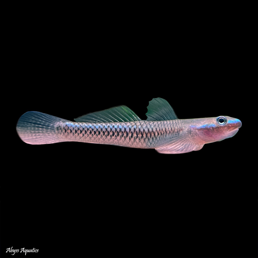 Neon Blue Goby | Fast Delivery Abyss Aquatics UK