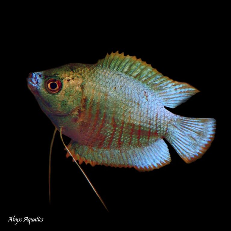Buy Neon Royal Blue Dwarf Gourami Male Fast, Professional Service