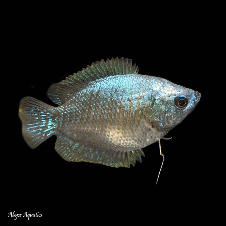 Buy Neon Royal Blue Dwarf Gourami Female Fast, Professional Service