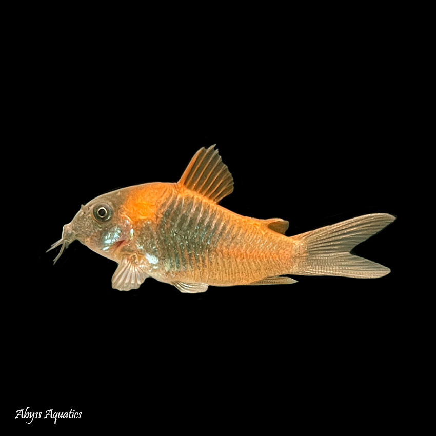 Buy Orange Venezuelan Corydora Fast, Professional Service