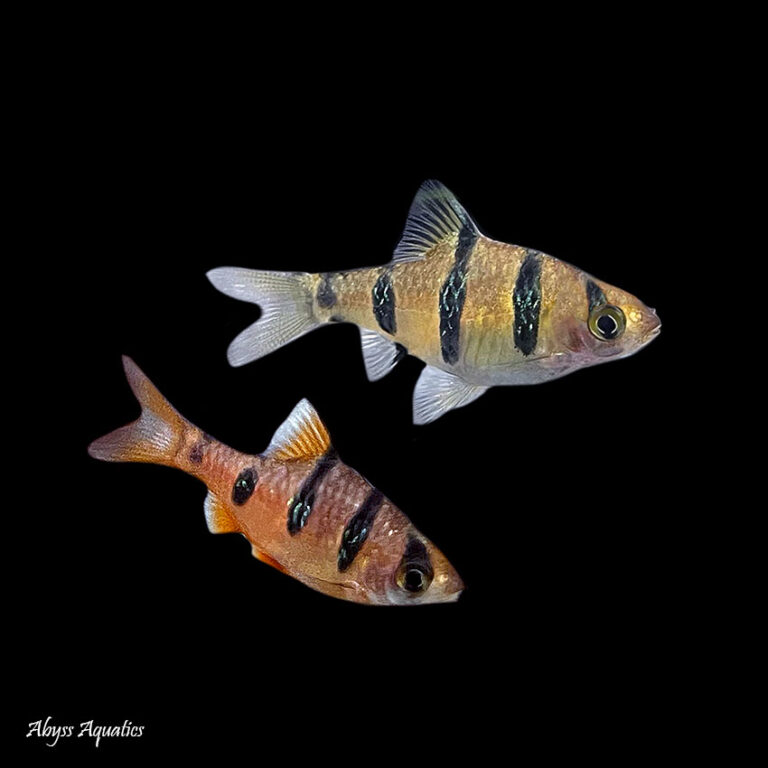 Shop Online for Barbs. Trustworthy - professional - fast. Abyss Aquatics UK