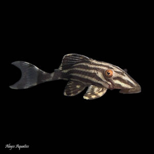 Buy Royal Pleco L190 Fast, Professional Service