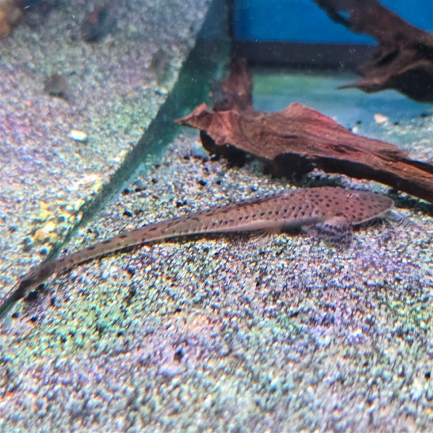 Buy Spoonface Whiptail Catfish Fast, Professional Service