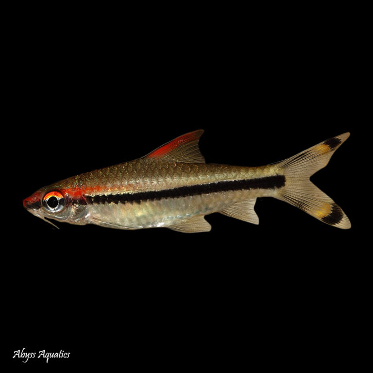 Shop Online for Barbs. Trustworthy - professional - fast. Abyss Aquatics UK