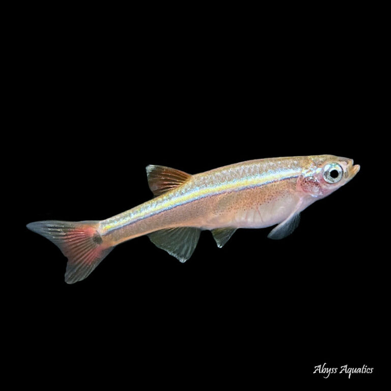 Buy Rosy Loach Fast, Professional Service