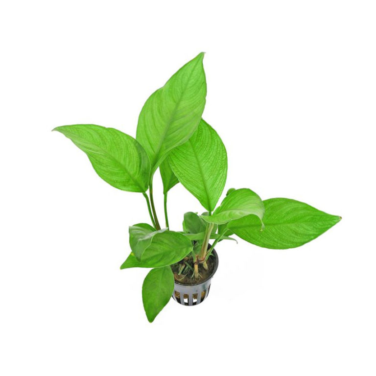 Anubias Heterophylla Large Potted Best aquarium plants online. Abyss UK.