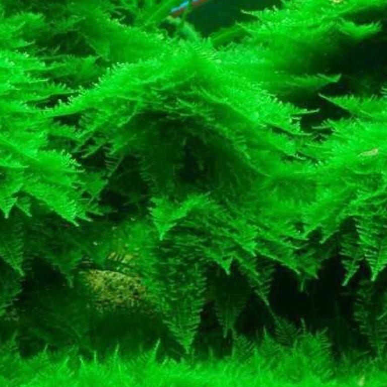 Christmas Moss Best aquarium plants online. Abyss UK.