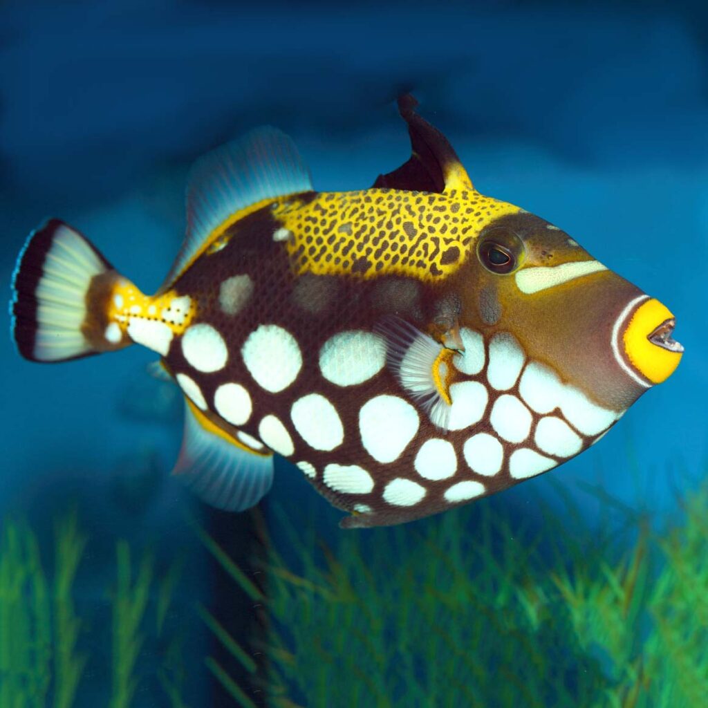 Clown Trigger Fast Professional service Abyss Aquatics