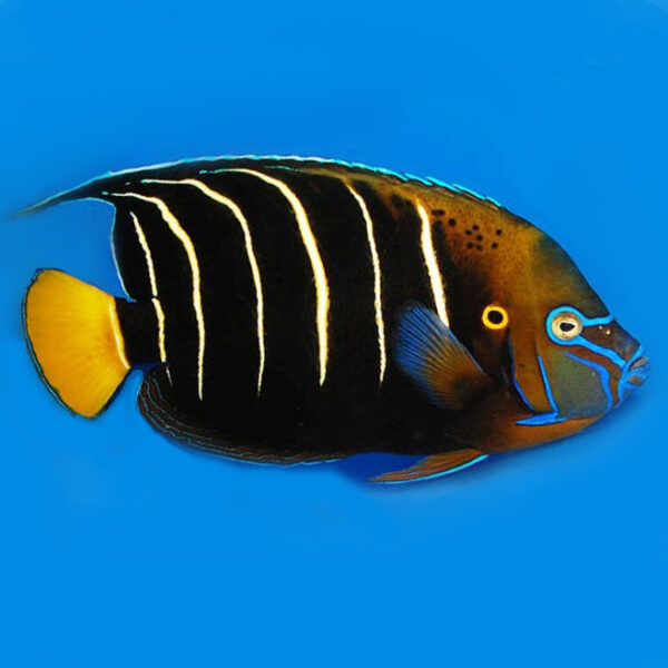 African Angelfish Adult Fast Professional service Abyss Aquatics