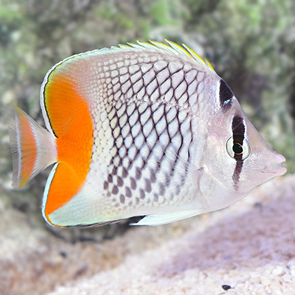 Pearlscale Butterfly Orange Tail Fast Professional service Abyss Aquatics