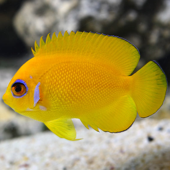 Lemon Peel Angelfish Fast Professional service Abyss Aquatics